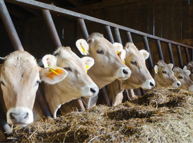 Risky animal by-products could get into UK food chain: Elliott | News ...