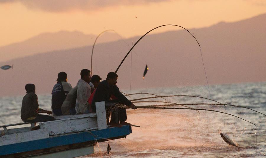 Sustainable Seafood Coalition unveils new codes | News | The Grocer