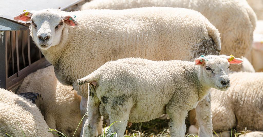 Lamb prices likely to remain high into 2020 | Analysis & Features | The ...