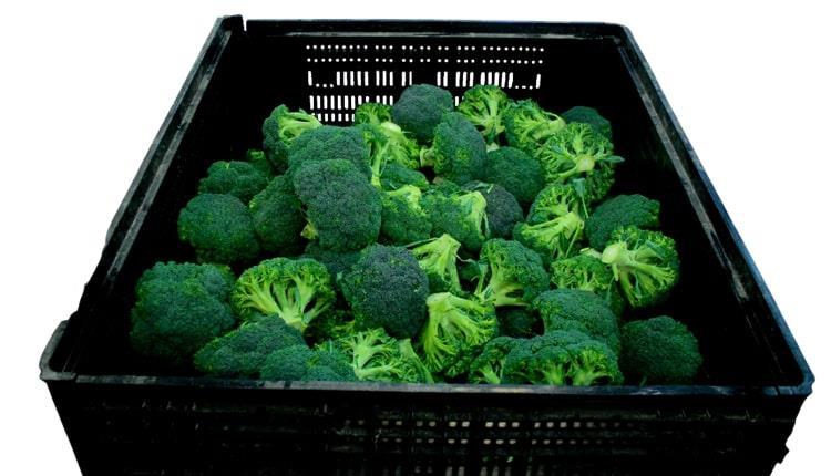 Broccoli packaging revamped to reduce supply chain waste | News | The ...