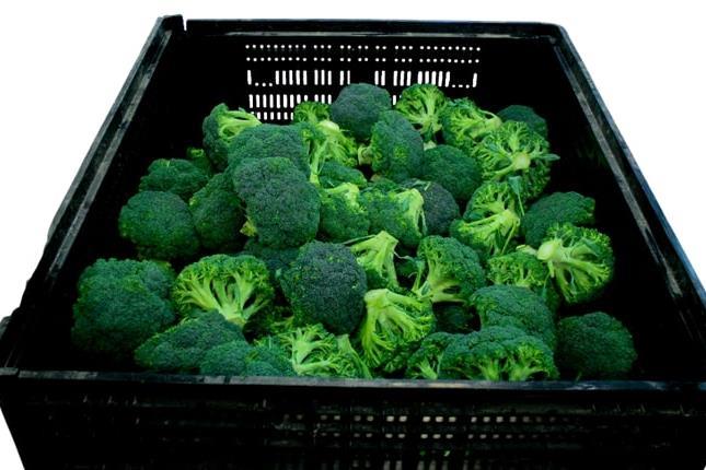 Broccoli packaging revamped to reduce supply chain waste | News | The ...