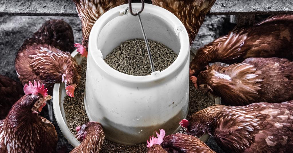 Missing chickens study condemned by egg and poultry sectors | The Grocer
