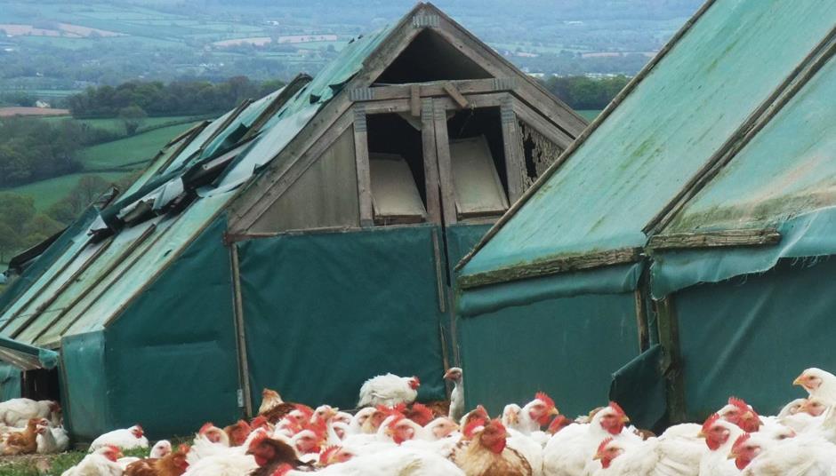 Boparan feed mill deal given provisional go-ahead by CMA | News | The ...