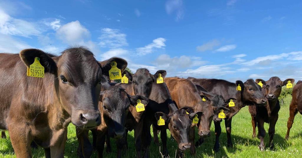 British wagyu beef numbers double in a year due to strong demand | The ...