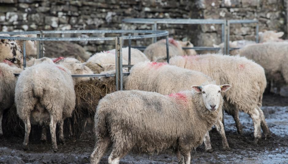'Shocking' season set to hike lamb prices | News | The Grocer