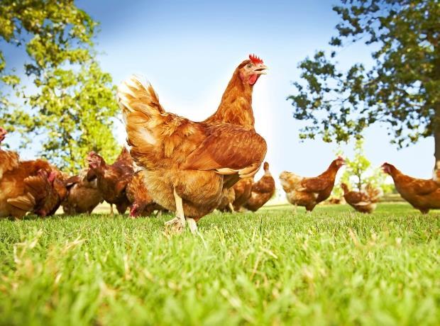 Noble Foods wins top marks for animal welfare improvements | News | The ...