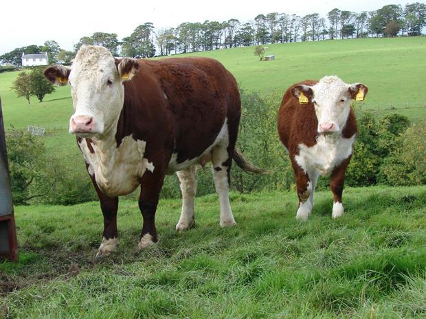 Britain should cut food imports and eat less chicken and pork ...