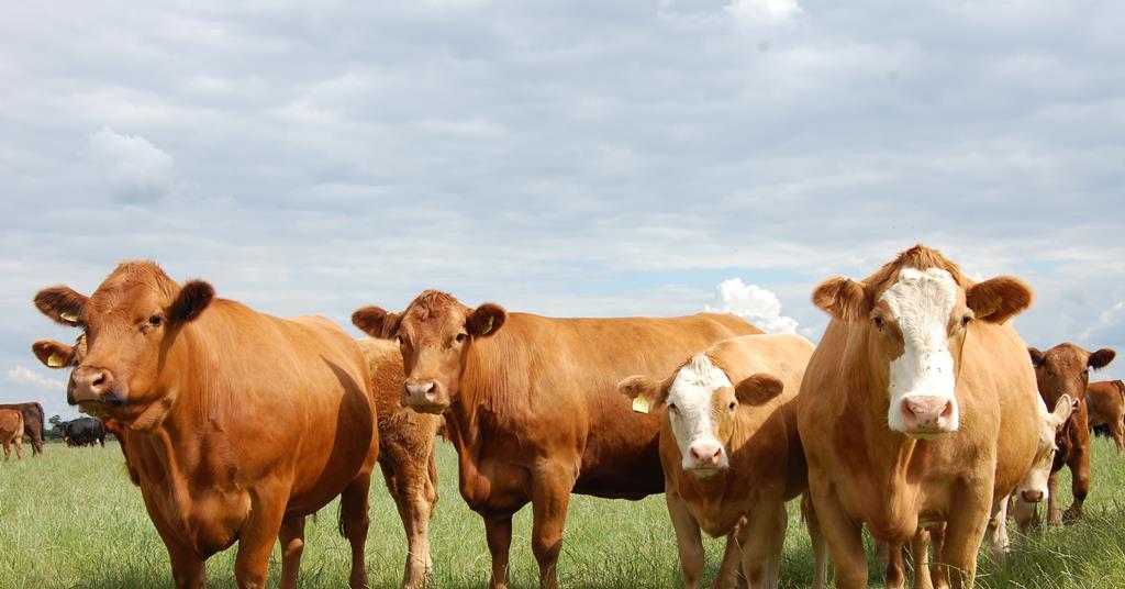 Beef supply chain platform to push standards & sustainability | News ...