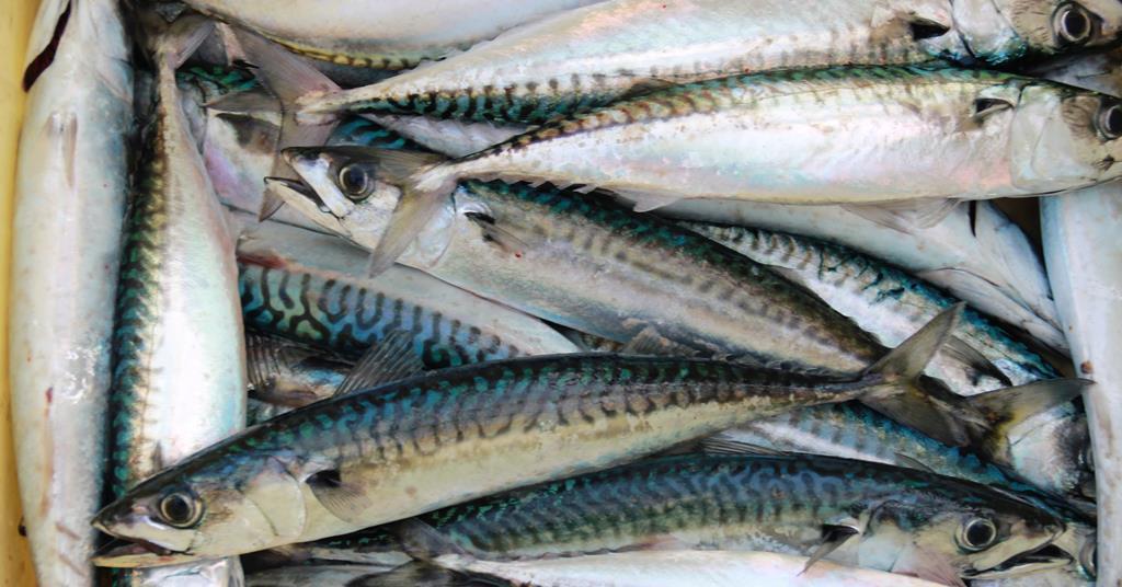 Mackerel prices rise after catch quota is cut | Analysis & Features ...