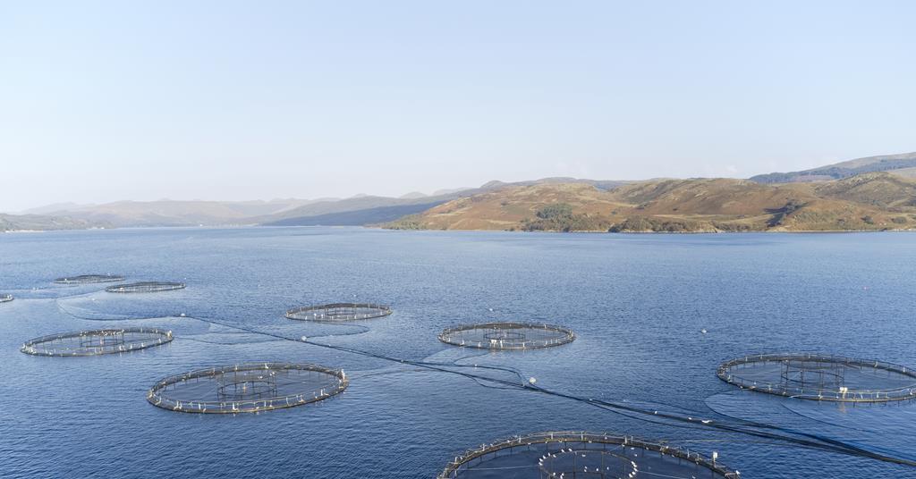 RSPCA Assured unveils new farmed Atlantic salmon welfare standards ...