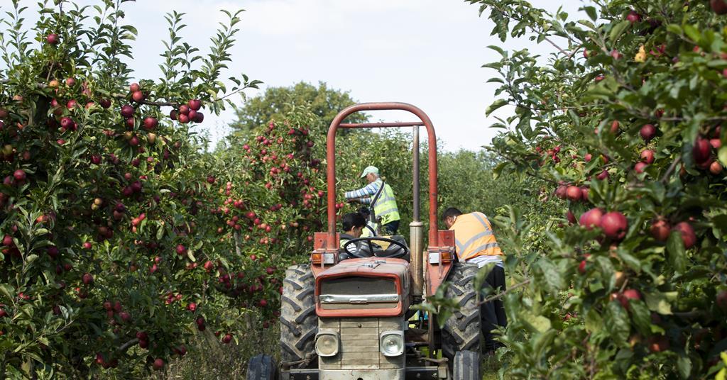 Apple prices to rise following increased labour costs | The Grocer