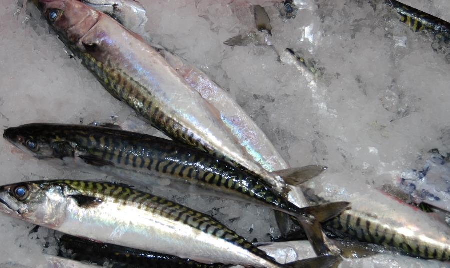 Southbank Fresh Fish secures Selfridges counter contract | News | The ...