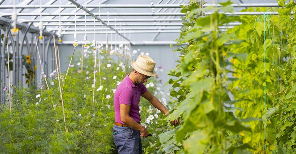 Sitopia Farm: a utopian idyll of farming… in inner London | Analysis ...