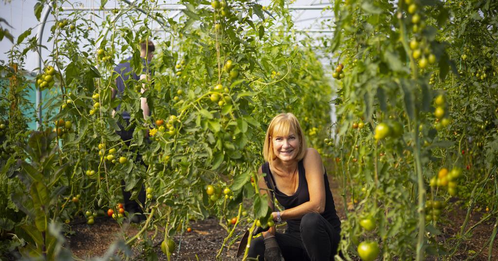 Sitopia Farm: a utopian idyll of farming… in inner London | Analysis ...