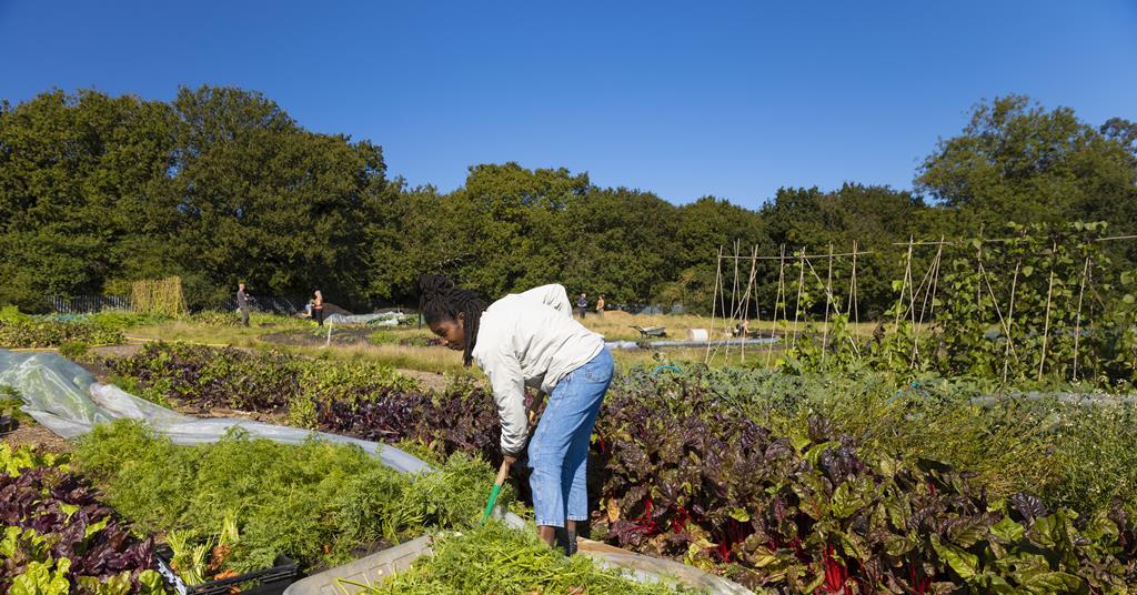Sitopia Farm: a utopian idyll of farming… in inner London | Analysis ...