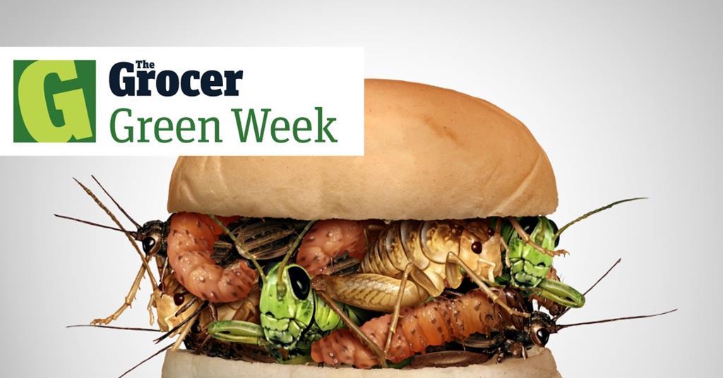 Crickets, critics and comebacks: Why insect food isn’t done yet | The ...