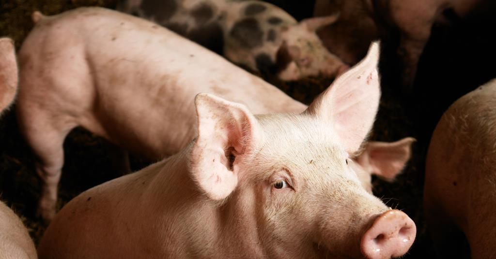 Pork sector warns Defra support scheme could cause crash in pig prices ...
