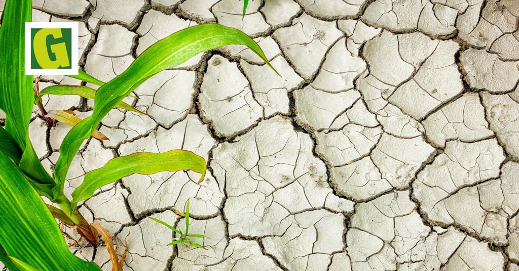 Can British vegetable farmers adapt to climate change? | The Grocer