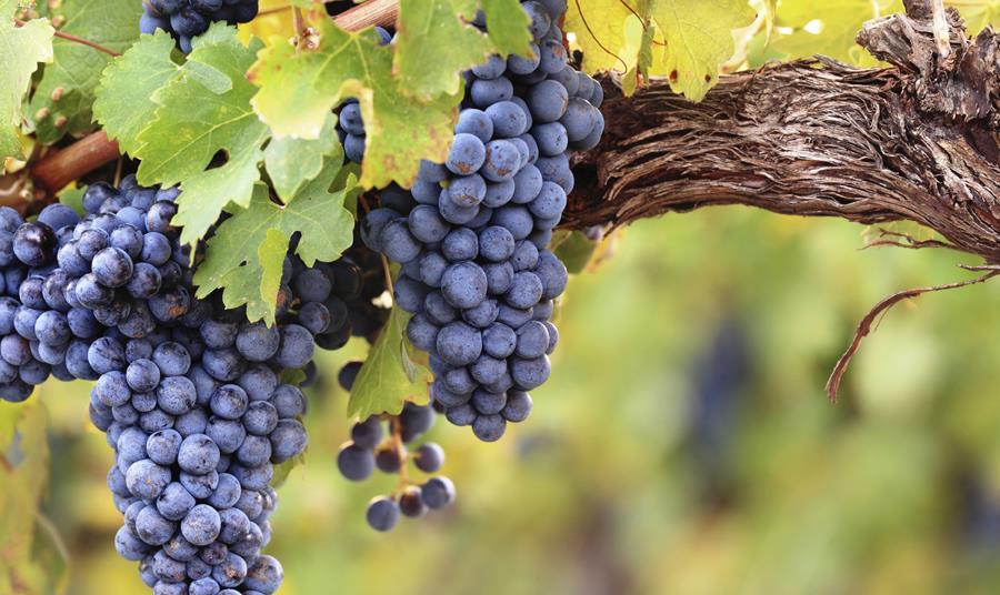 Wine prices in flux thanks to years of droughts and floods | Analysis ...
