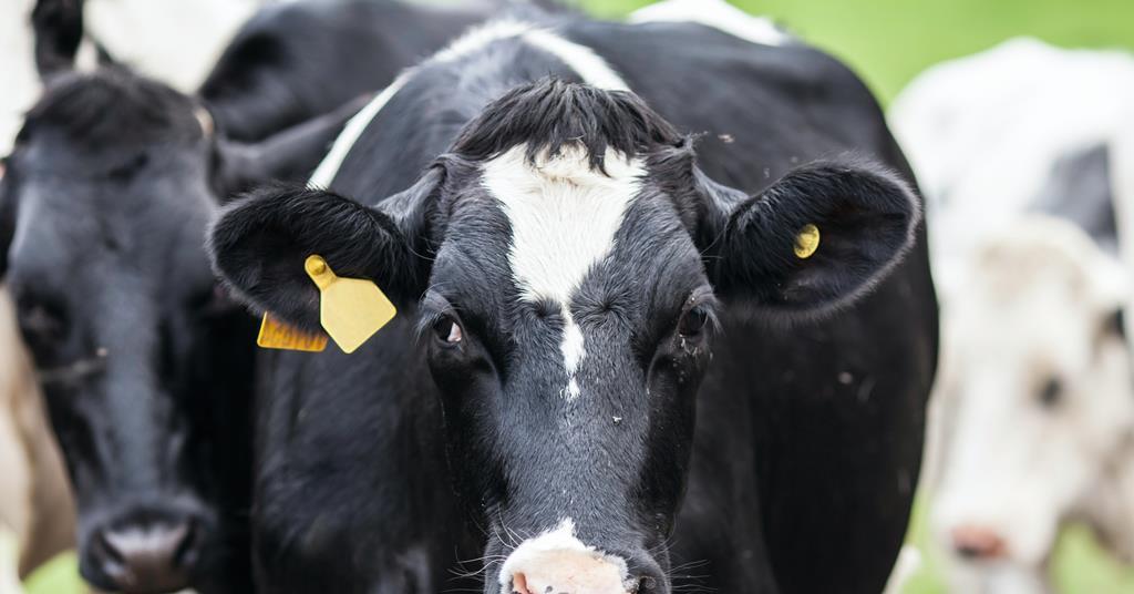 The Dairymen: 23 September | Feature Synopsis | The Grocer