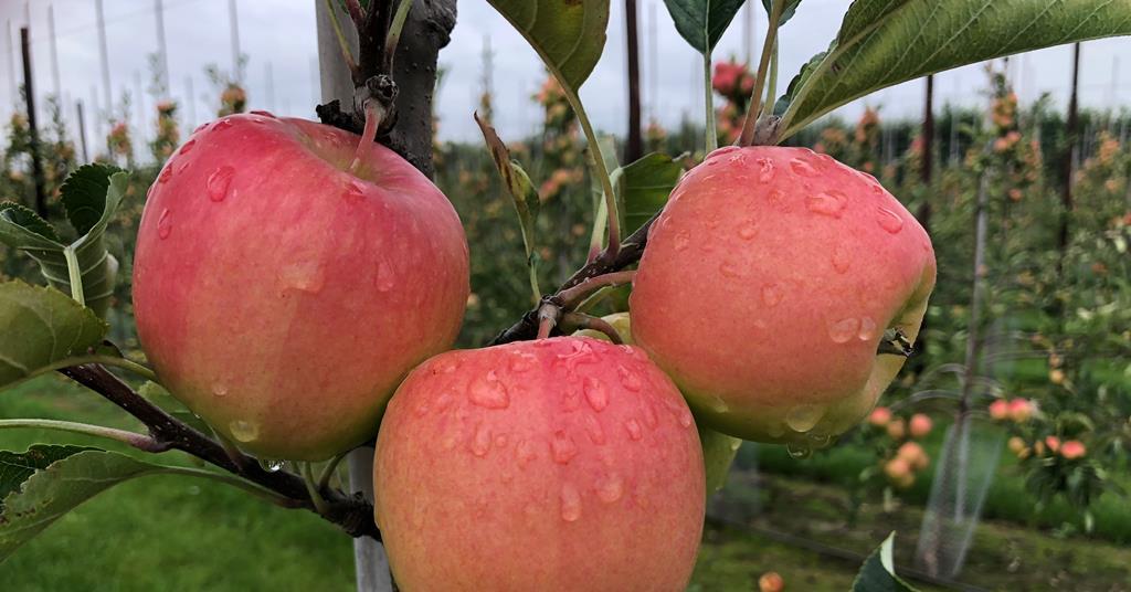 Grower produces ‘first commercially viable’ pink apple variety in UK ...