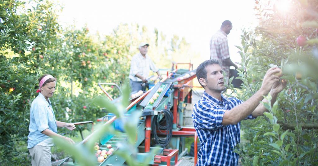 Sedex to press on with seasonal worker auditing requirements | The Grocer