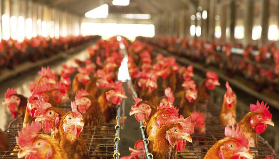 Chicken 'worse than beef' for environment, claims WWF UK | News | The ...