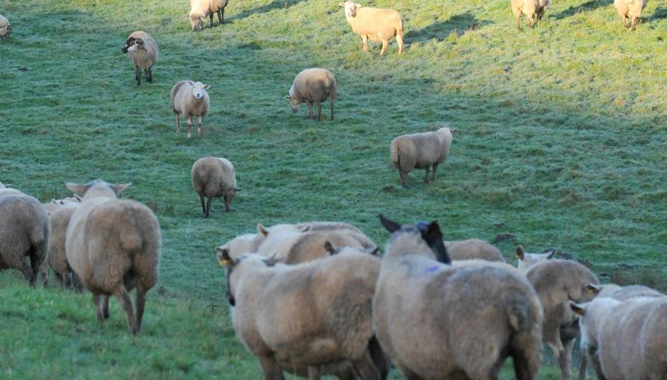 British halal lamb promoted through new film | News | The Grocer