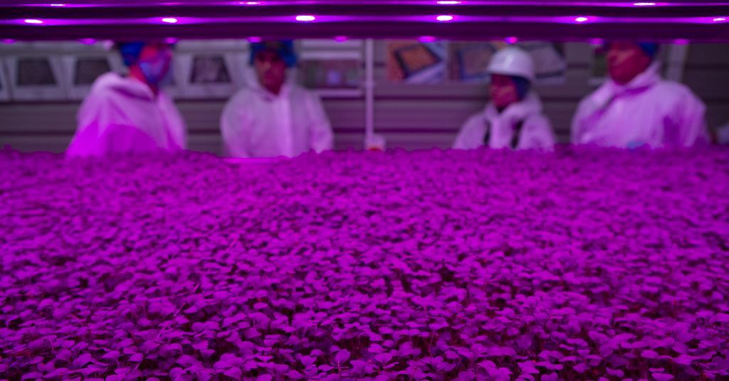 Vertical farm operator Fischer Farms starts work on ‘world’s biggest ...