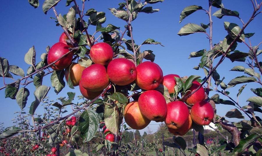 Sainsbury's stocks first Cheerfull Gold apples | News | The Grocer