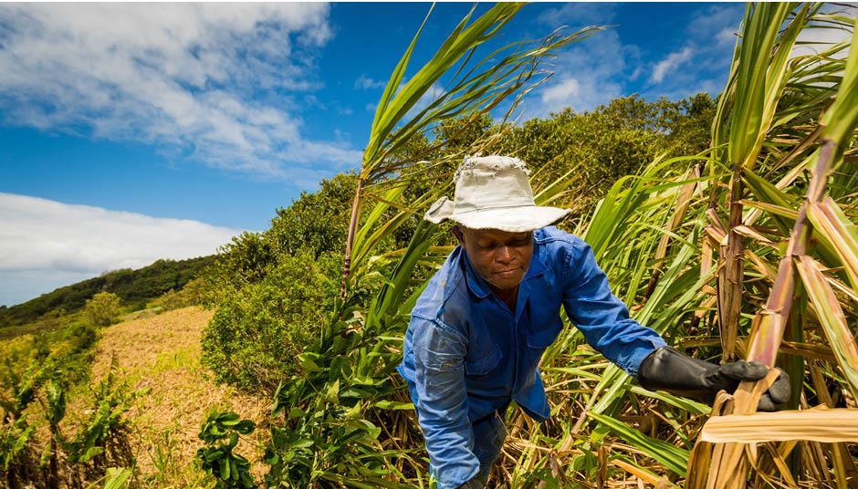 How Mauritian growers are preparing for sugar quota changes | Analysis ...