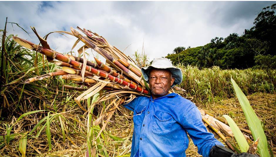 How Mauritian growers are preparing for sugar quota changes | Analysis ...