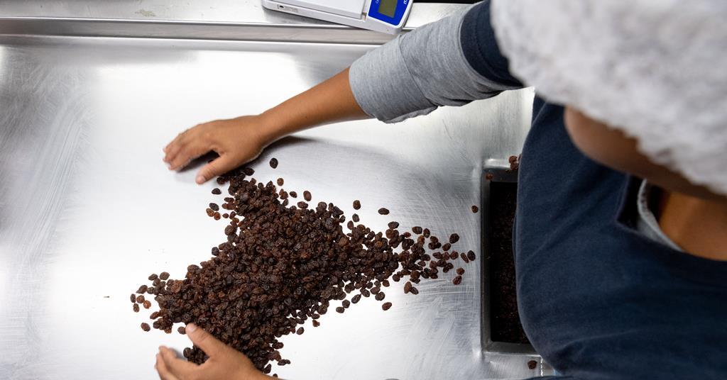 South African raisin crop projections down 15% after extreme rainfall ...