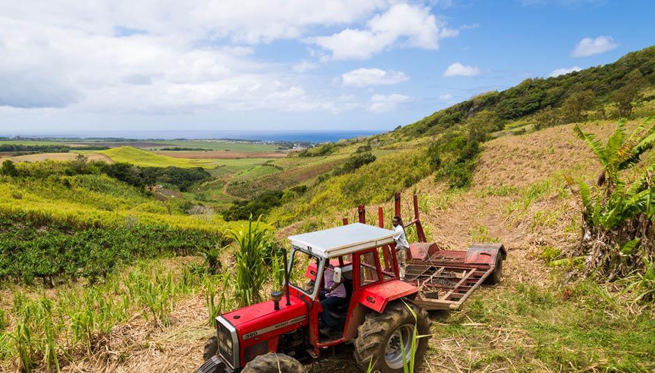 How Mauritian growers are preparing for sugar quota changes | Analysis ...