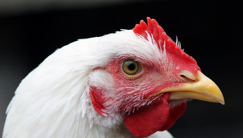 Banham Poultry farm in Suffolk hit by bird flu control zone | News ...