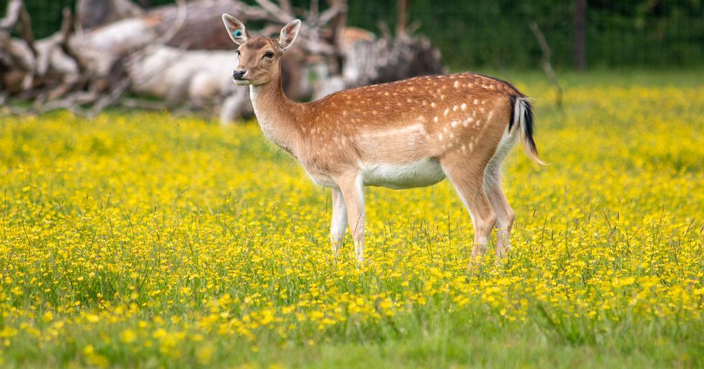 Sky Park Farm: the Sussex deer park championing local produce ...
