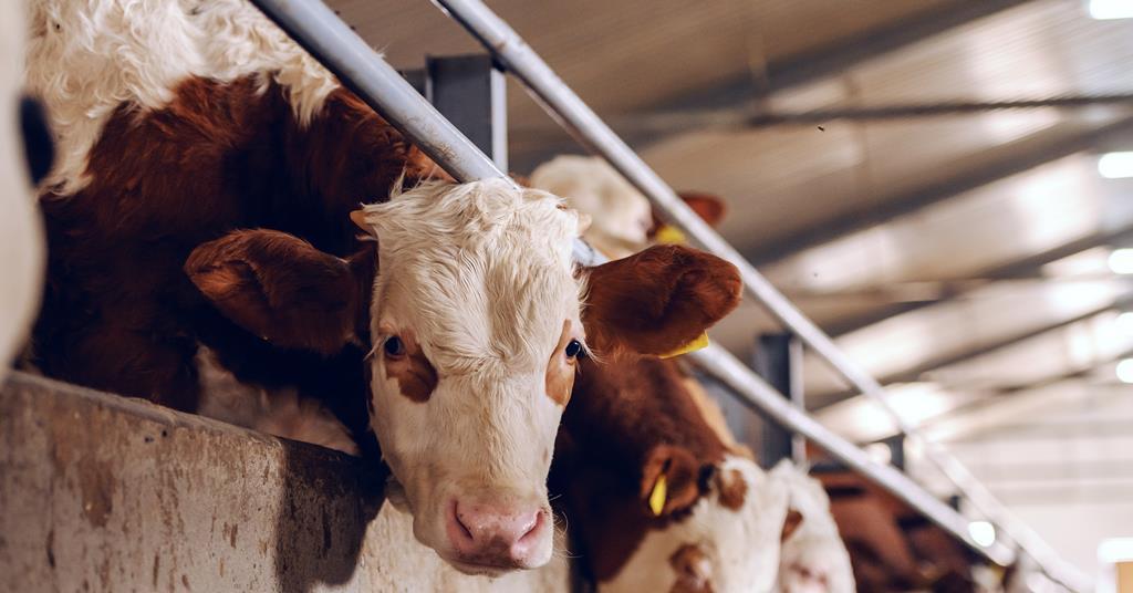 Beef prices recover from spring’s carcase balance issues | News | The ...
