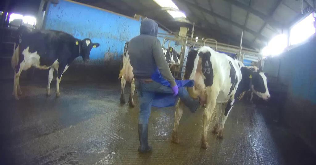 Arla suspends farm as exposé reveals 'routine' animal cruelty | The Grocer