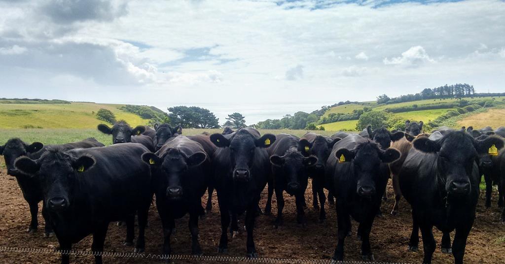 Shoppers ill-informed on farm animal welfare practices, YouGov poll ...