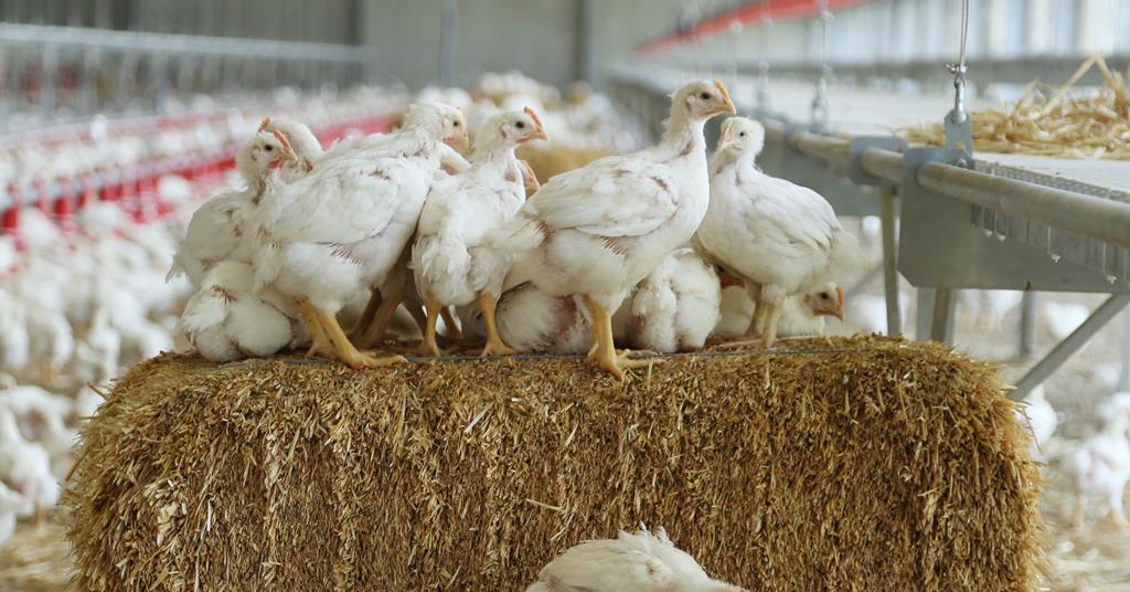 Waitrose unveils chicken welfare labels and hits BCC target | The Grocer