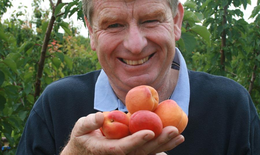 Tesco starts selling first British apricots | News | The Grocer