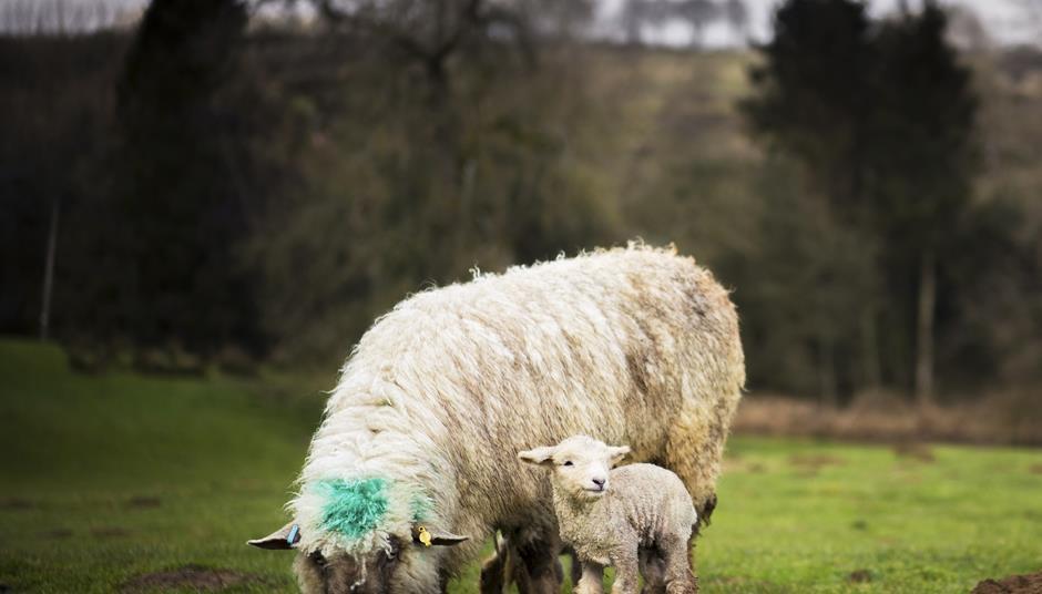 Lamb prices pick up for an early Easter | Analysis & Features | The Grocer