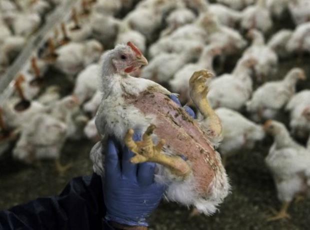 How do UK food standards differ from the rest of the world? | Analysis ...