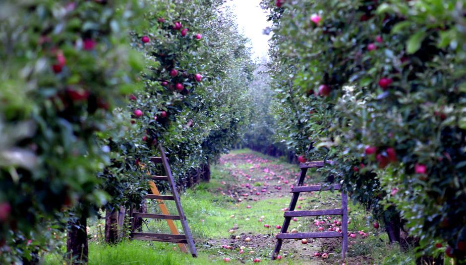 A fresh apple base is best, even when it comes to fruit ciders ...