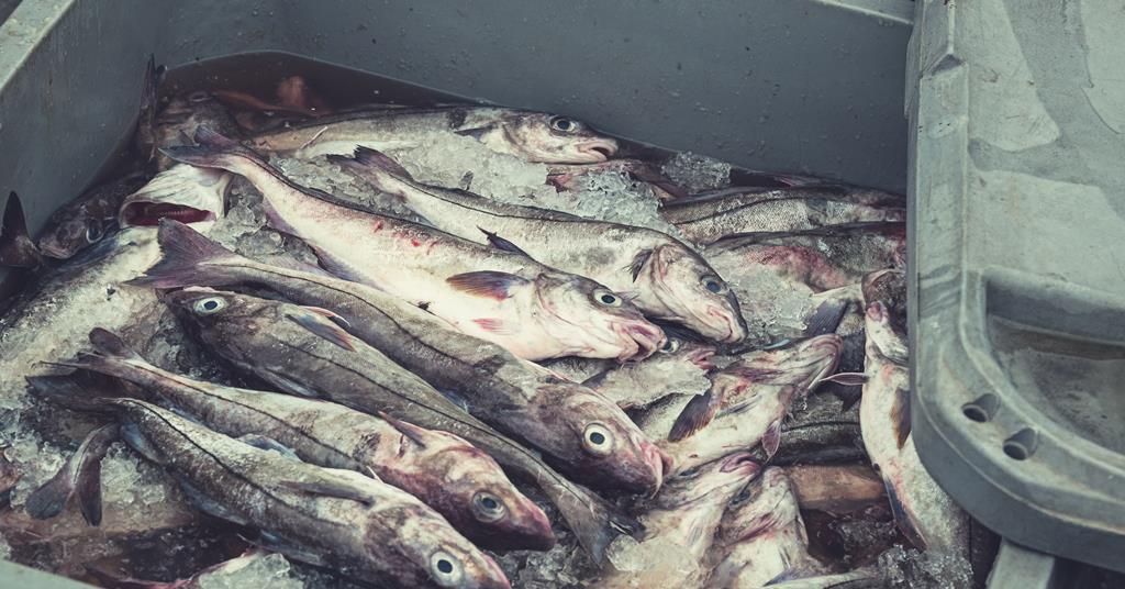 Haddock fillets price hike stands out in latest Grocer 33 price ...
