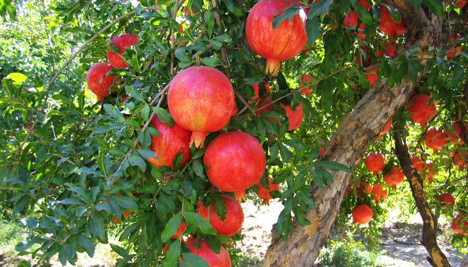Sabana fruit supplier falls into administration | News | The Grocer