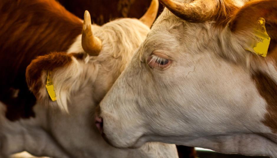 Food Standards Agency to up ante on animal welfare checks | News | The ...