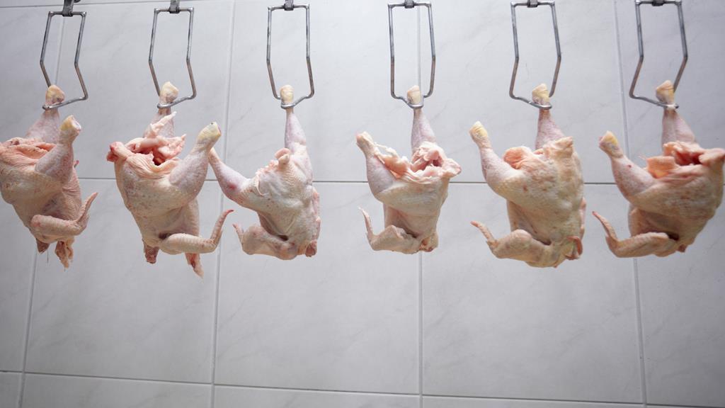 Chlorinated chicken explained: why do the Americans treat their poultry ...