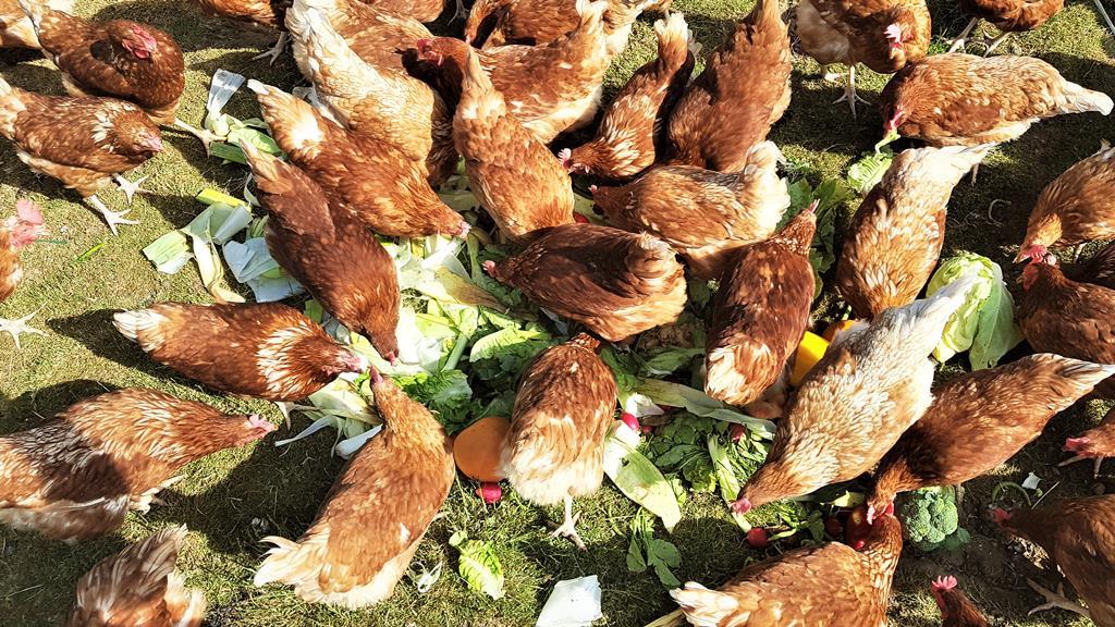 How Yolk Farm cracked the farm shop formula | Analysis & Features | The ...