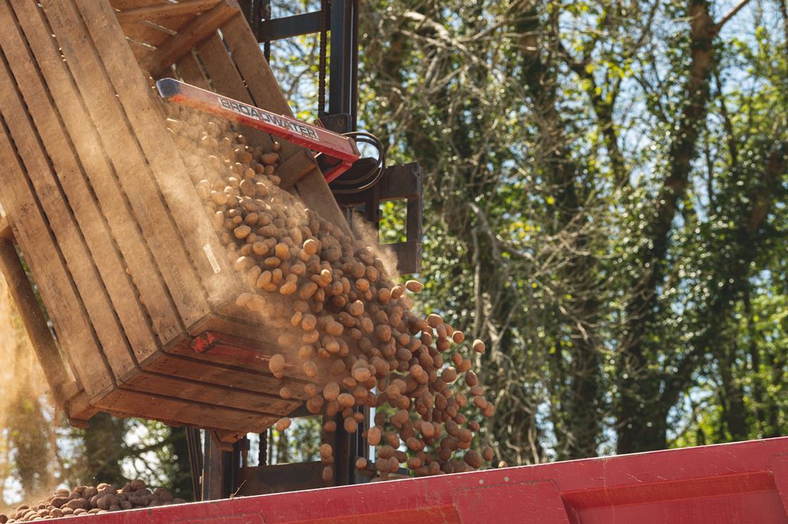 Puffin Produce: Welsh potato giant reports positive results | The Grocer